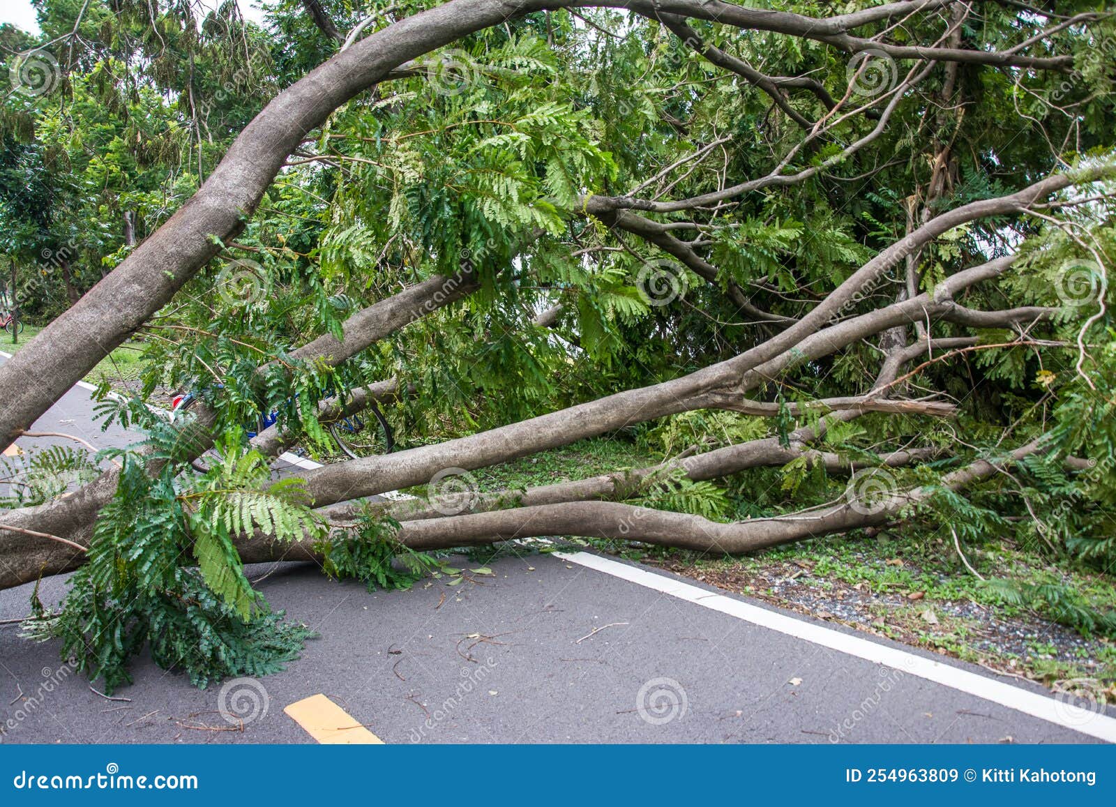 The Tree Was Destroyed by the Storm`s Intensity Stock Image - Image of ...