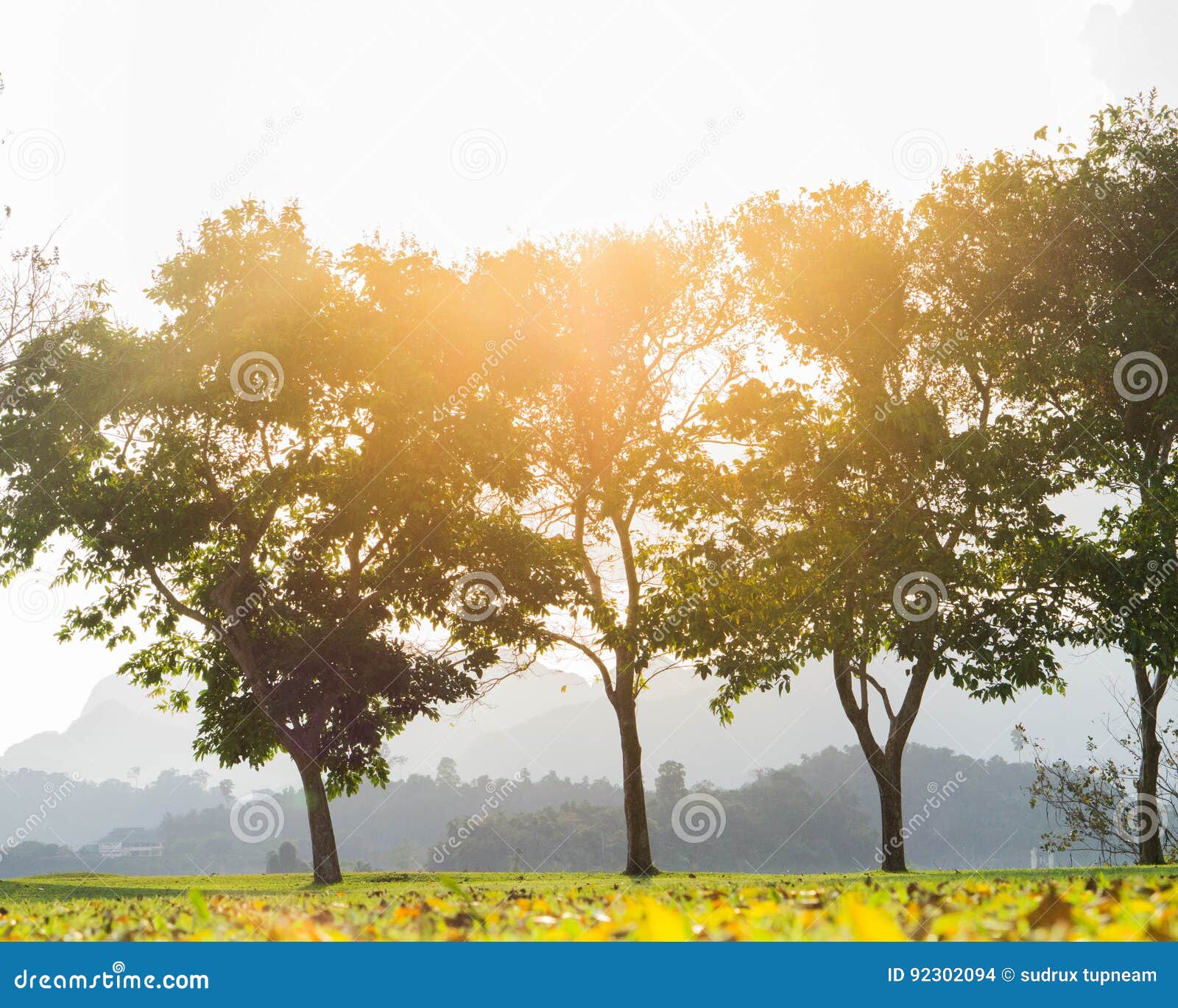 The Tree Was Photographed with Backlight. Stock Photo - Image of anger ...