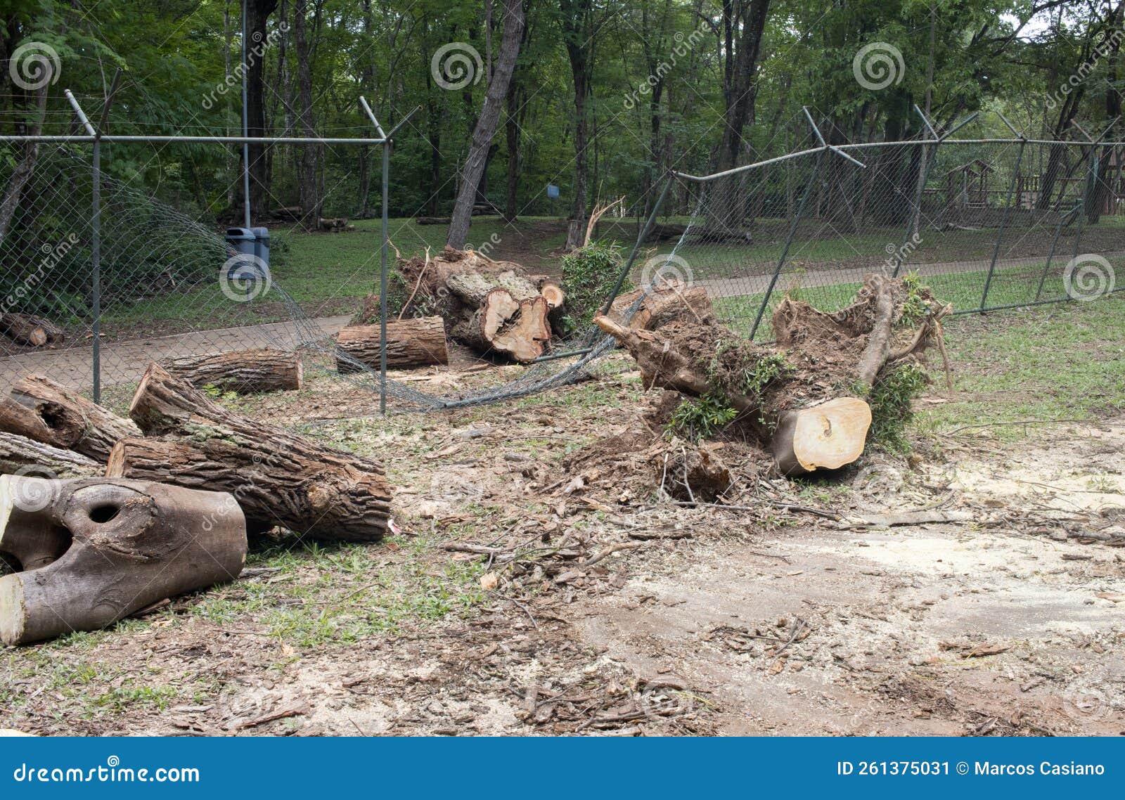 A Tree that Was Uprooted and Fell Down during a Windstorm Stock Image ...