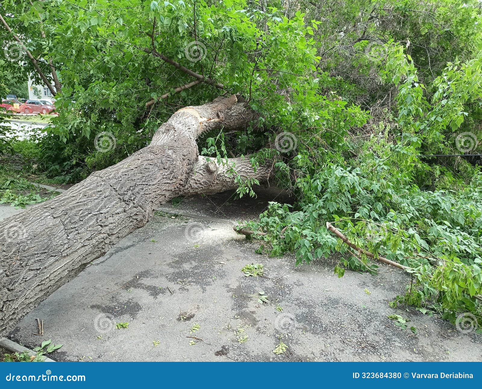The Tree Was Uprooted by a Strong Wind, Hurricane, Tornado Stock Photo ...