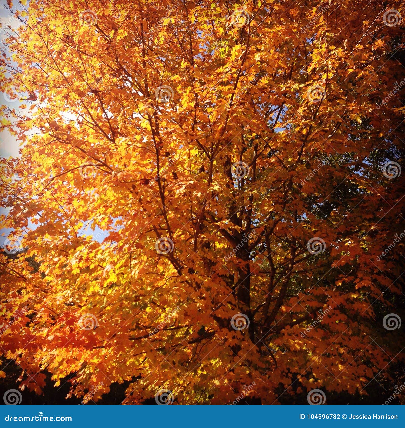 Fall Color stock photo. Image of tree, autumn, orange - 104596782