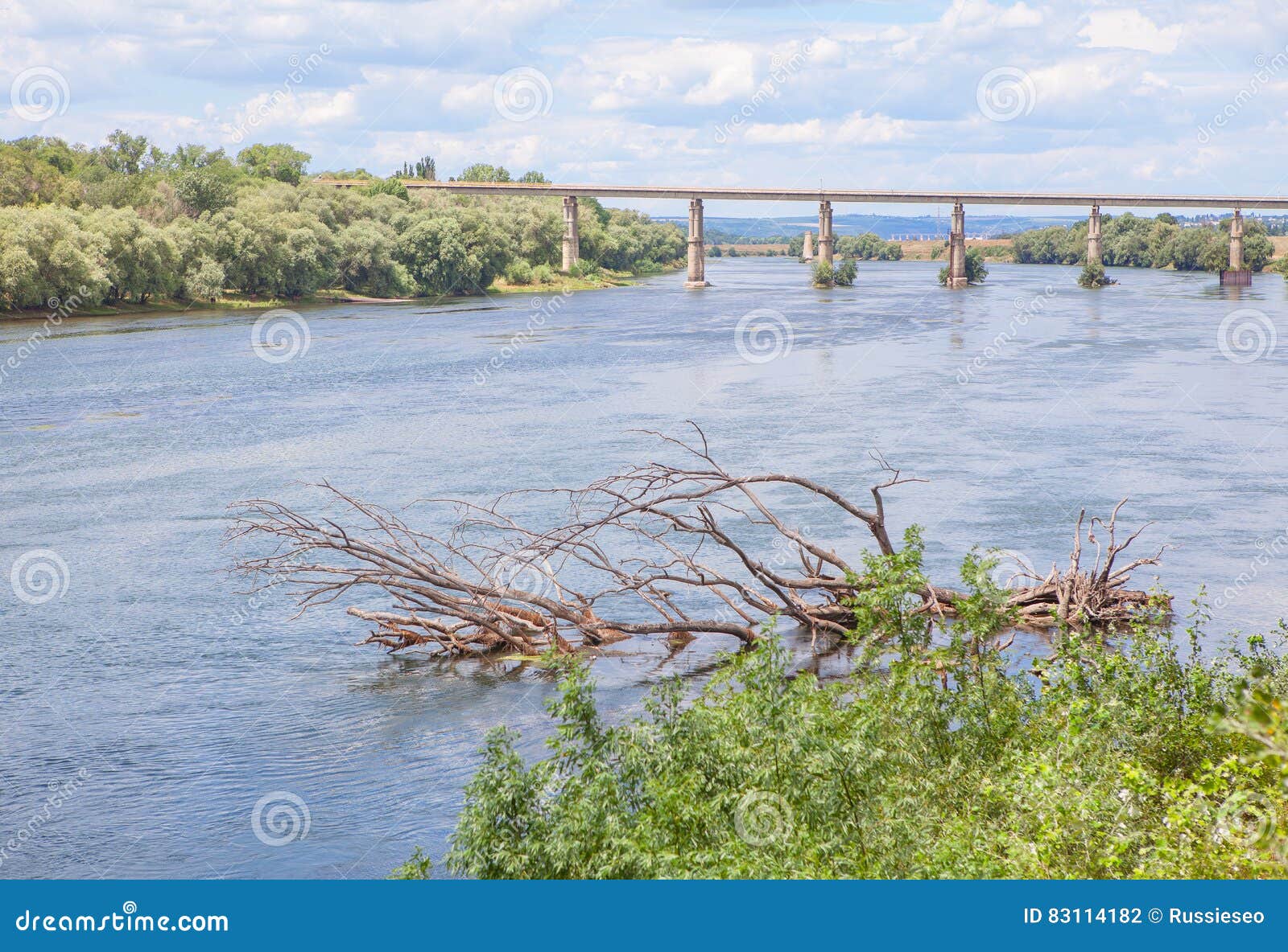 Tree washed into the water stock photo. Image of green - 83114182