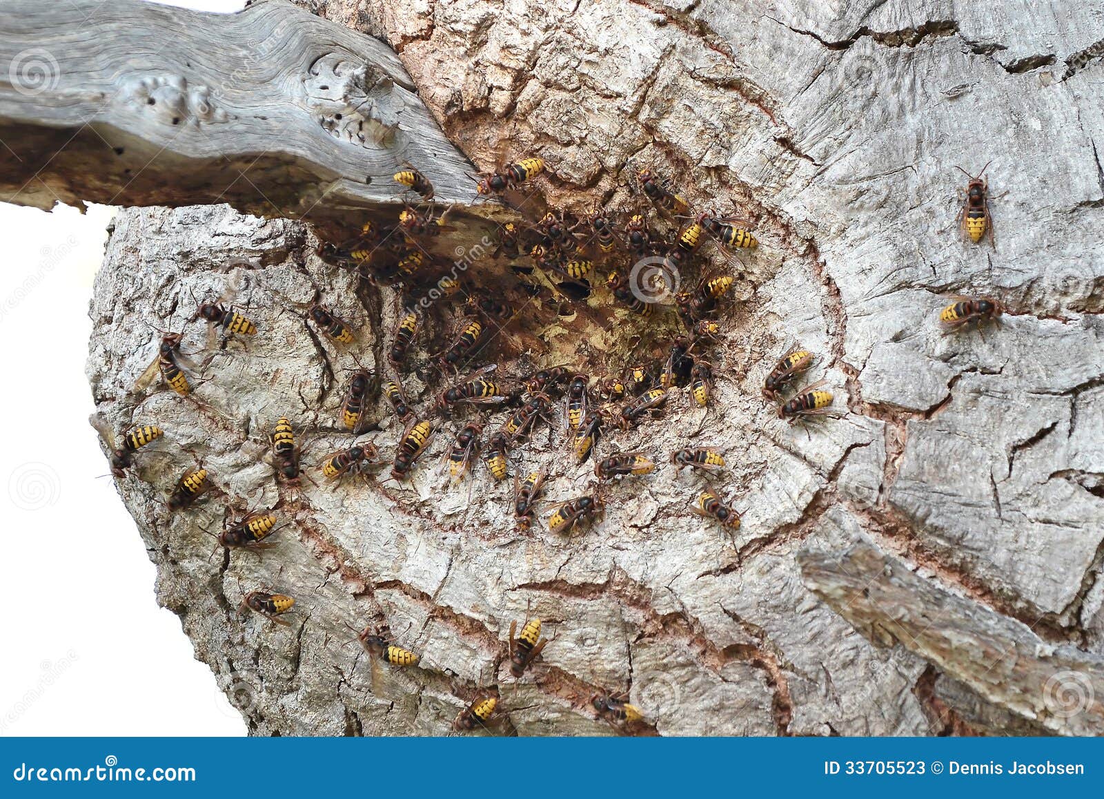 Tree Wasp (Dolichovespula Sylvestris) Stock Image - Image of tree ...