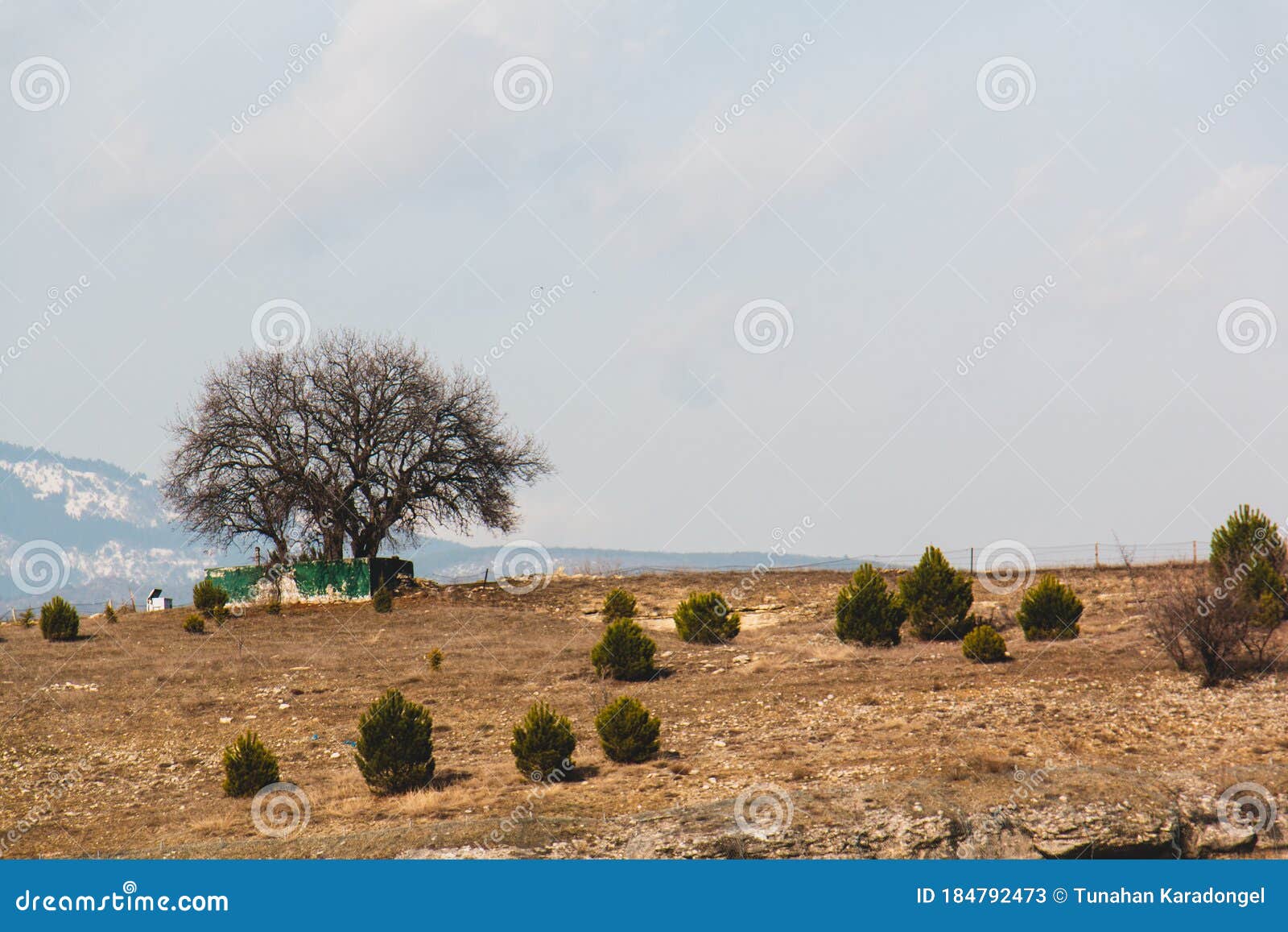 Tree in wasteland stock image. Image of empty, hidirlik - 184792473