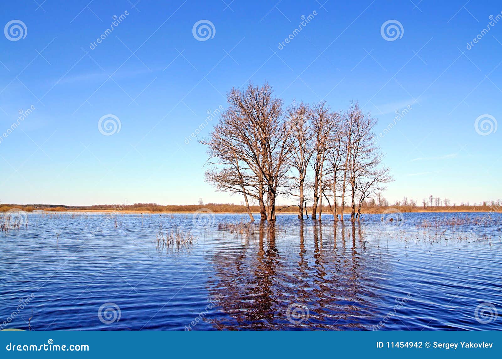 Tree in water stock photo. Image of reflect, blue, landscape - 11454942