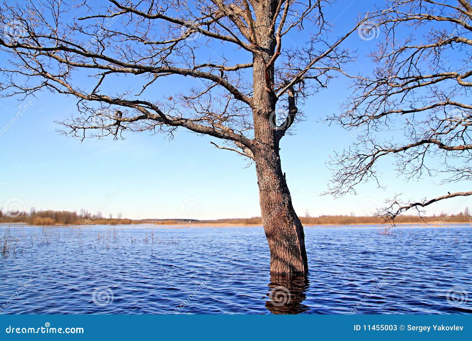 Tree in water stock image. Image of beauty, orange, descriptive - 11455003