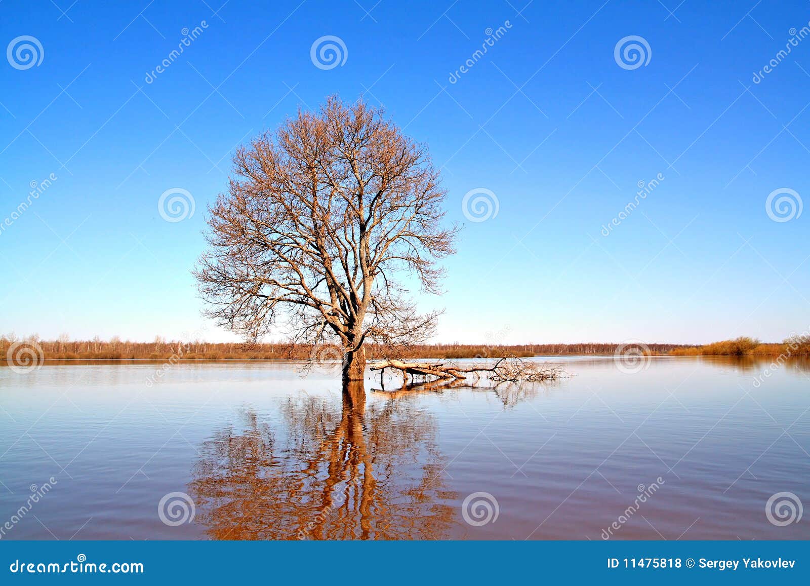 Tree in water stock photo. Image of branch, forest, horizon - 11475818