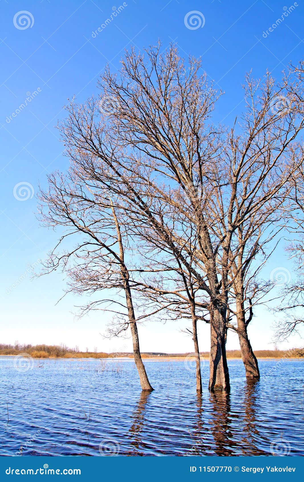 Tree in water stock photo. Image of reenactment, mirror - 11507770