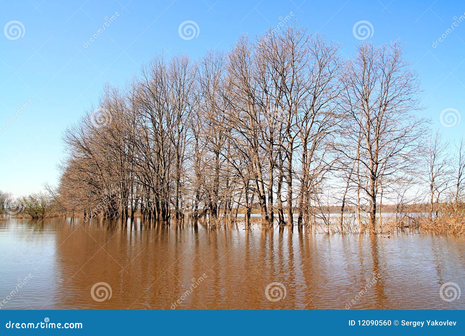 Tree in water stock photo. Image of reenactment, open - 12090560