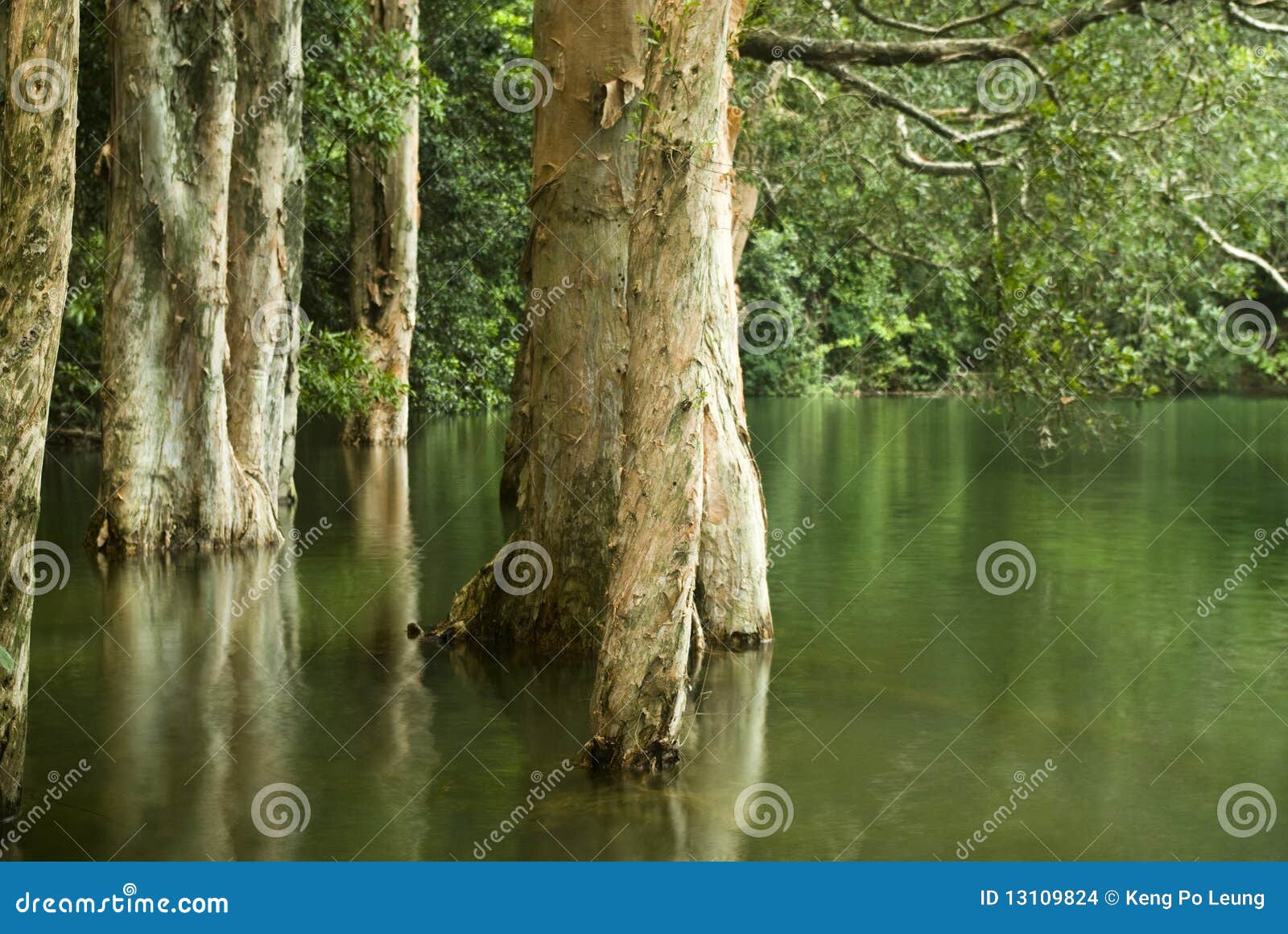 Tree in water stock photo. Image of abstract, horizon - 13109824