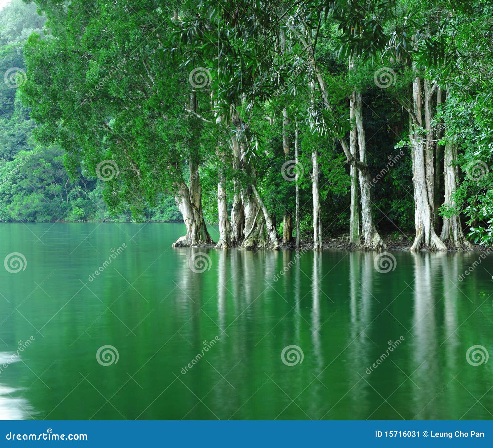 Tree on water stock image. Image of magic, peace, forest - 15716031