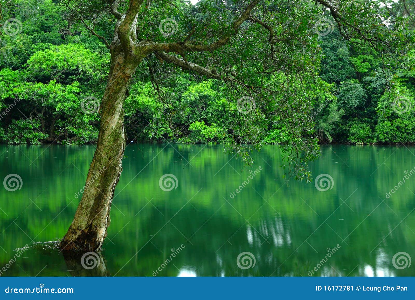 Tree on water stock image. Image of outside, growth, season - 16172781