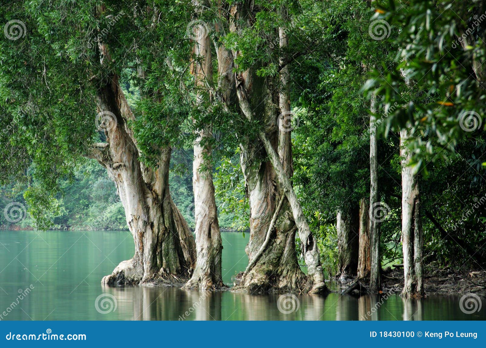 Tree in water stock photo. Image of energy, green, leaf - 18430100