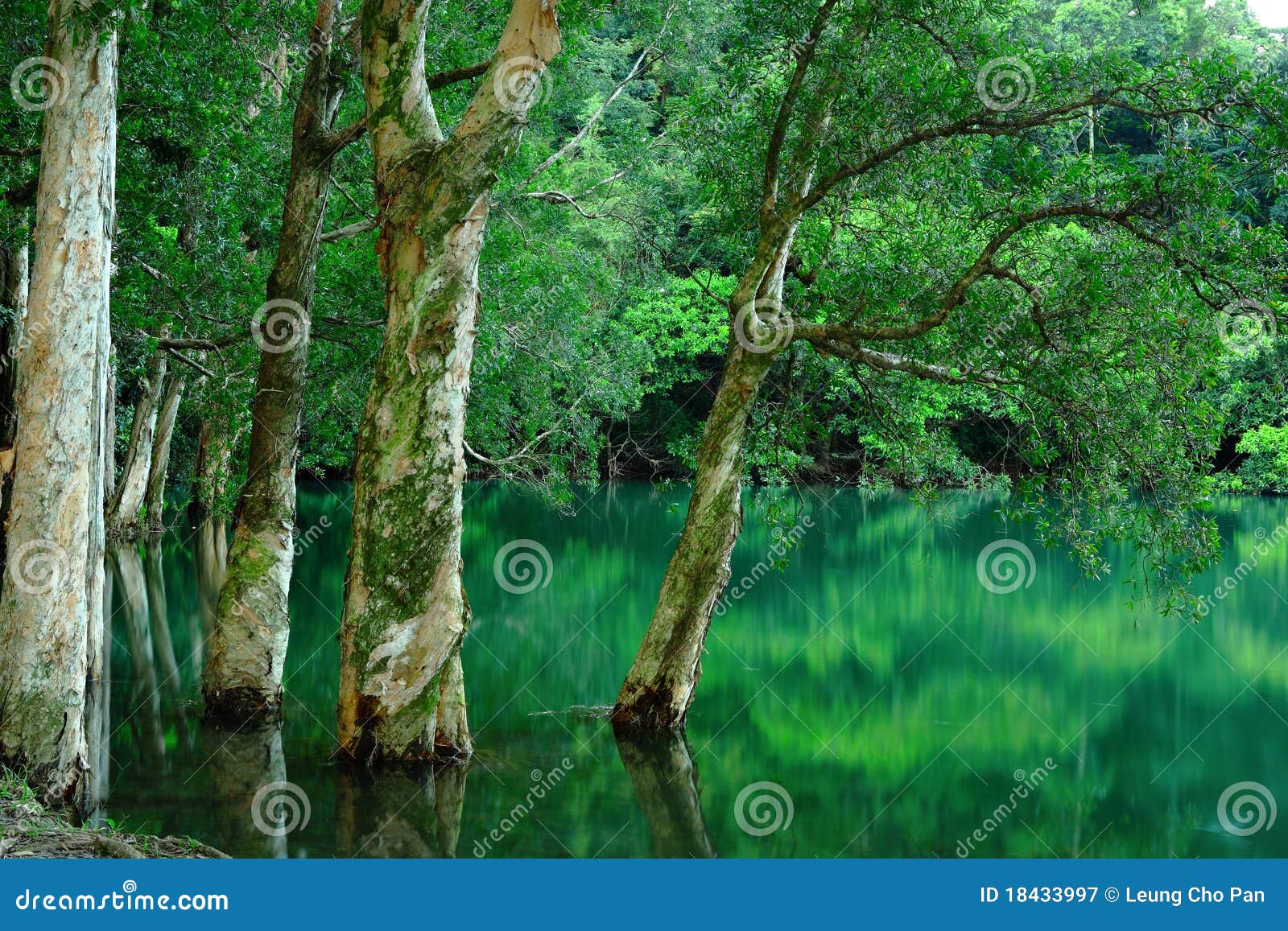 Tree in water stock image. Image of cloud, landscape - 18433997