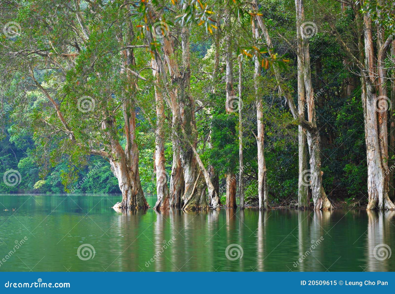 Tree in water stock image. Image of mirror, environment - 20509615