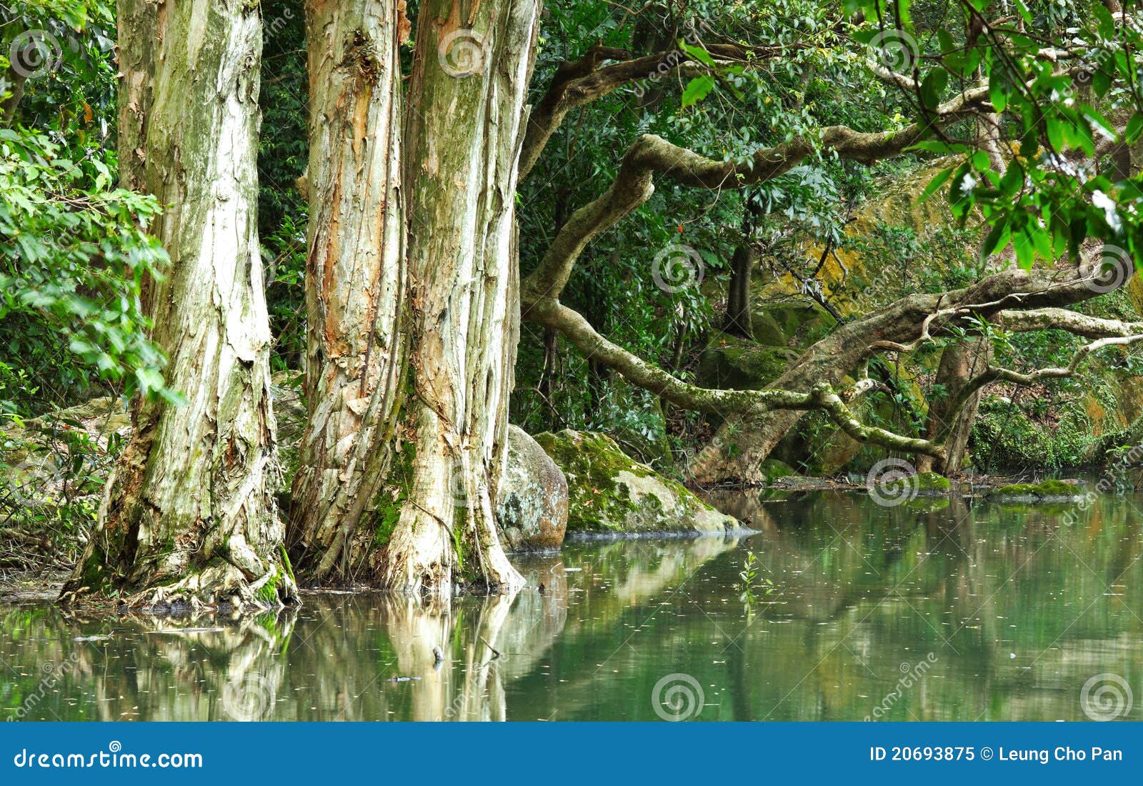 Tree in water stock image. Image of scenery, beauty, forest - 20693875