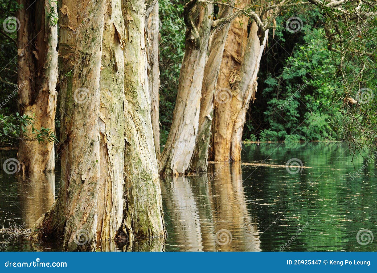 Tree in water stock image. Image of scenic, brook, jungle - 20925447