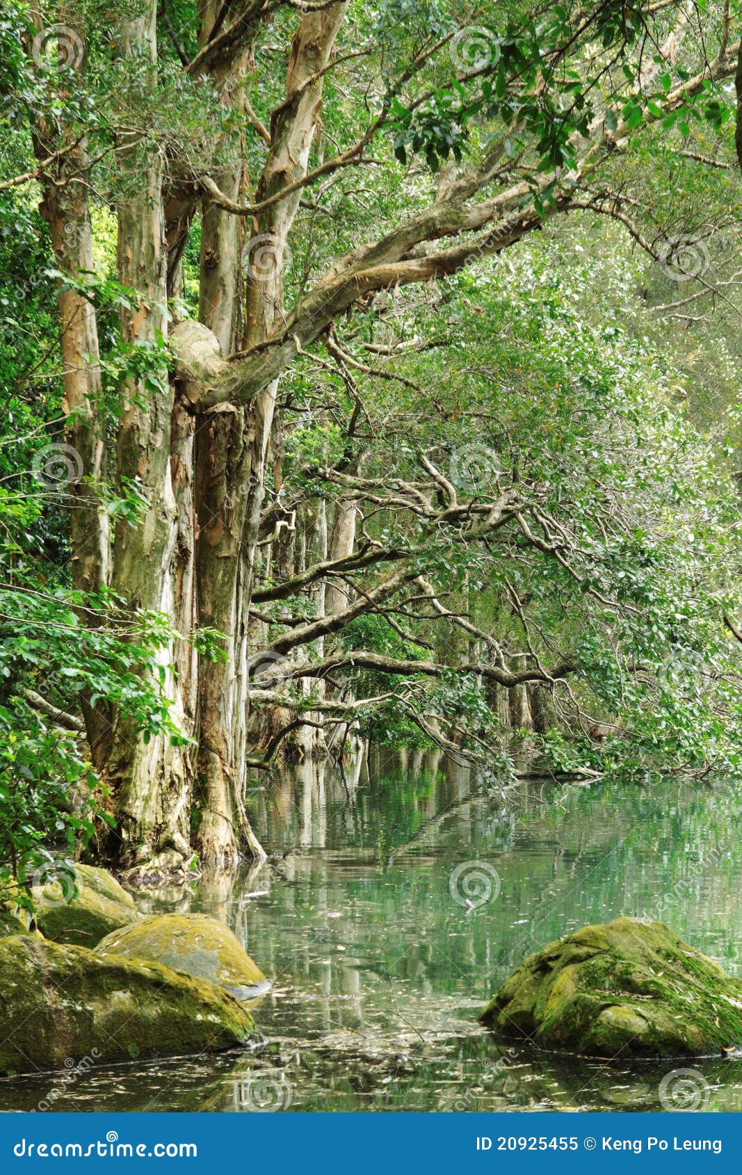 Tree in water stock image. Image of outside, greenery - 20925455