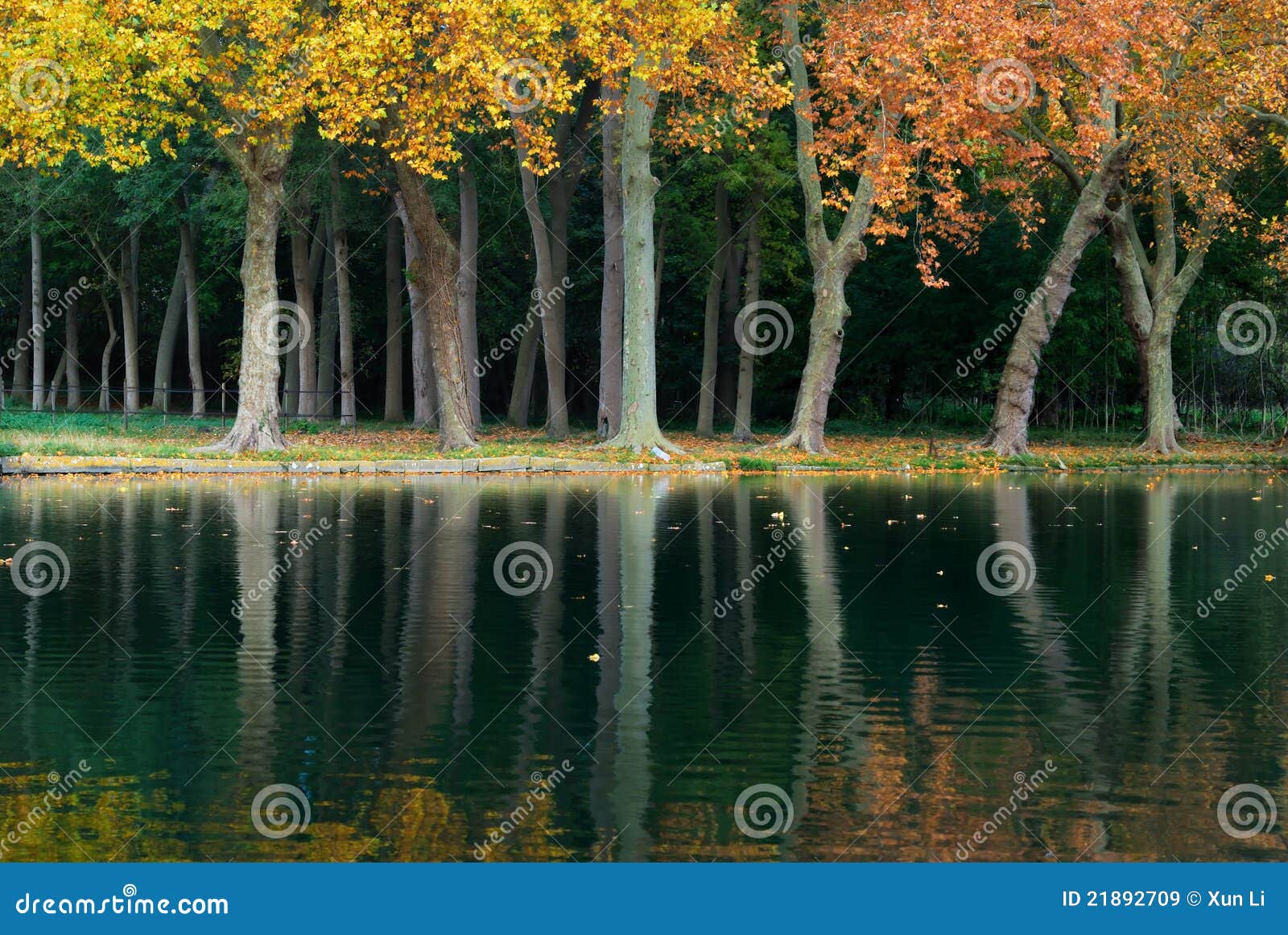 Tree and water stock image. Image of environment, autumn - 21892709