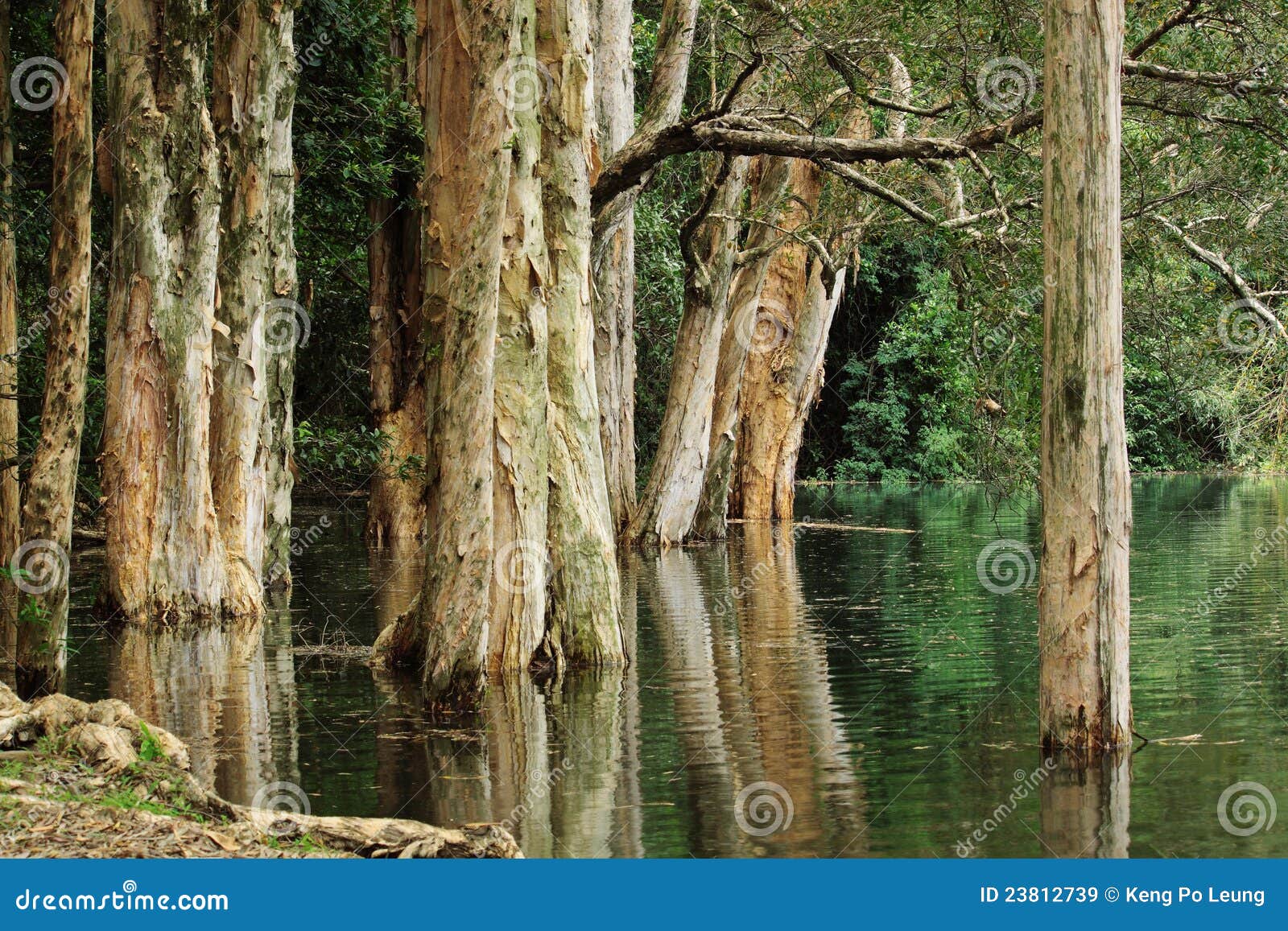 Tree in water stock image. Image of scenery, tree, daytime - 23812739