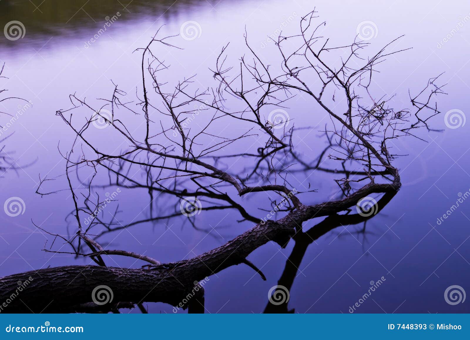 Tree in water stock image. Image of blue, tranquil, river - 7448393