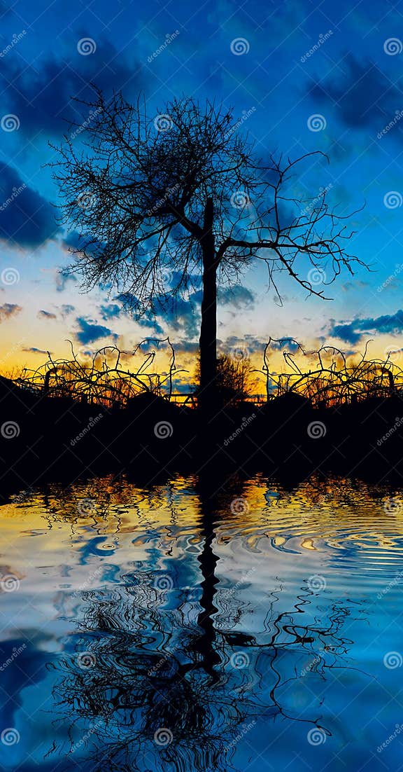 Tree on the Water stock image. Image of landscaped, golden - 7704351