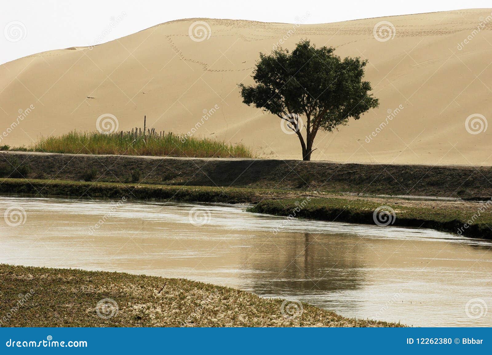 A Tree by the Water and Desert Stock Photo - Image of desert ...