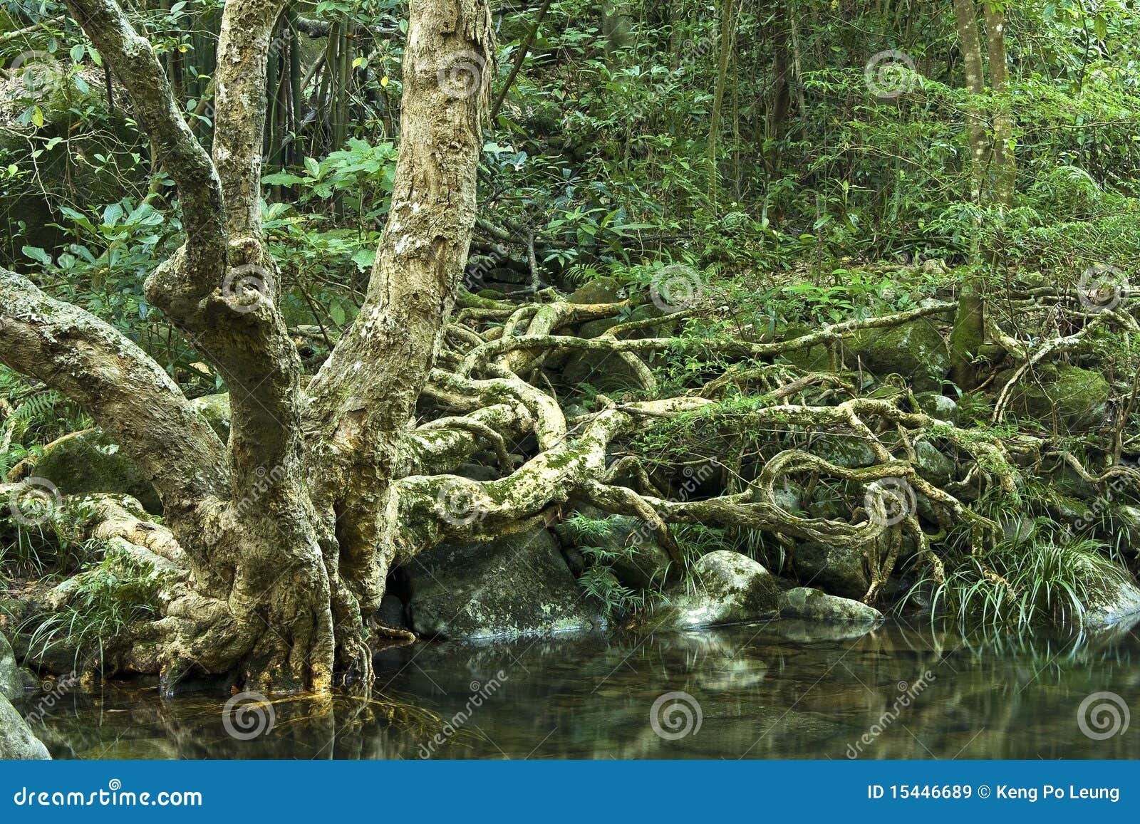 Tree in water in forest stock image. Image of energy - 15446689