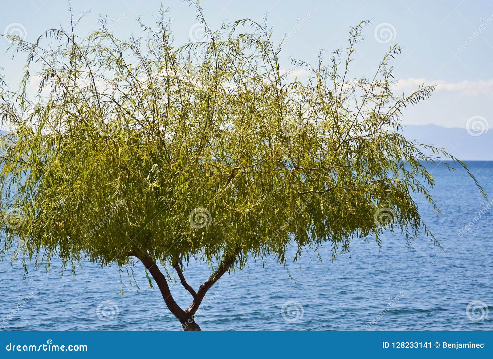 Tree in the water stock image. Image of silence, shore - 128233141