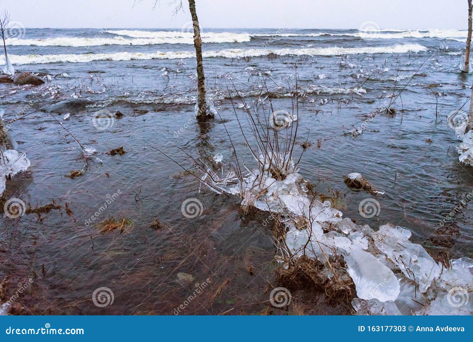 Tree in the Water and Ice on Plants on the Shore of a Winter Lake Stock ...