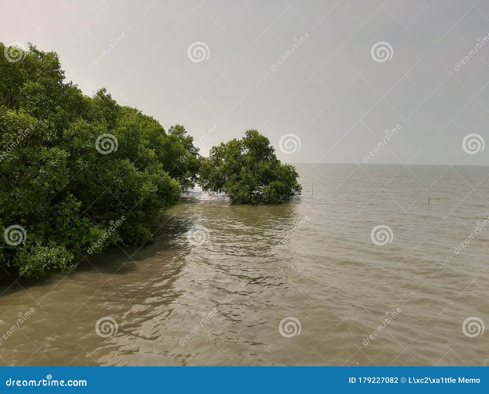 Tree and water landscape. stock photo. Image of reservoir - 179227082