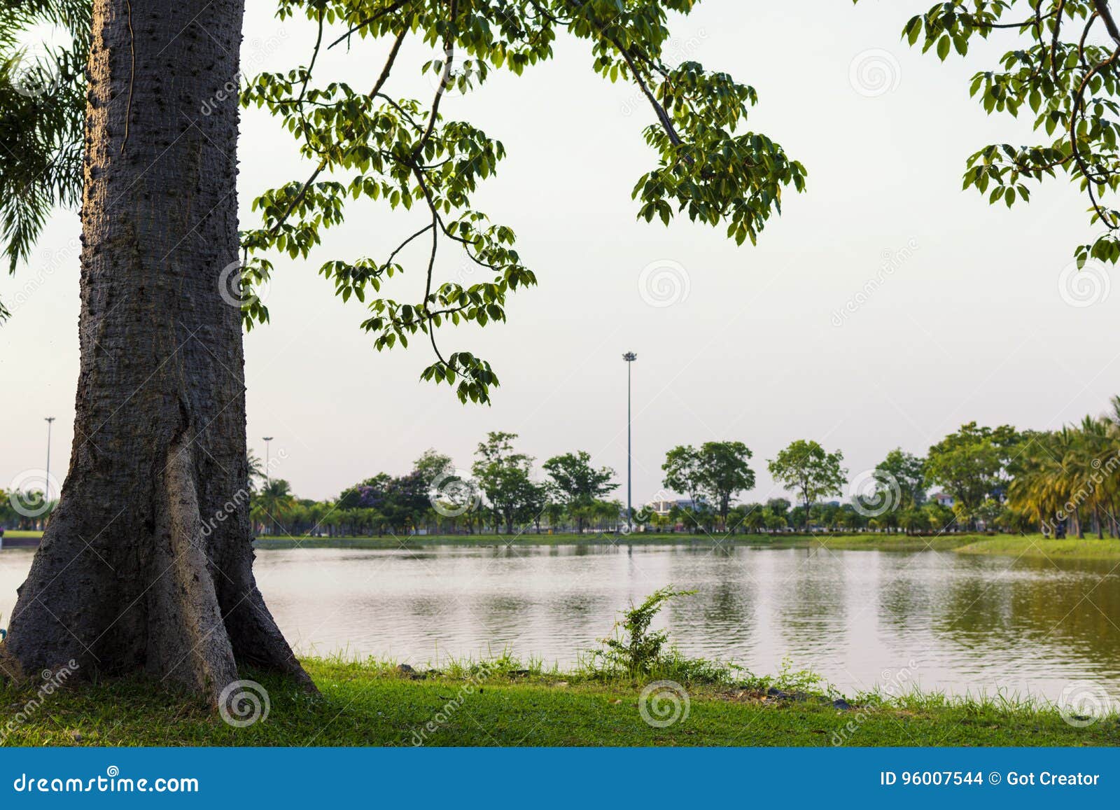 Tree beside Water at the Park Stock Photo - Image of sunlight, nature ...