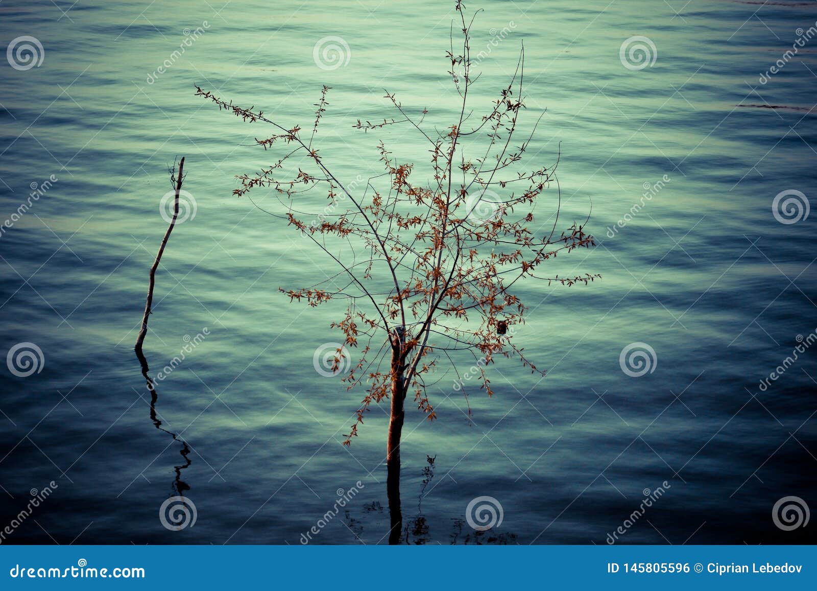 Tree on water photo stock photo. Image of simple, nature - 145805596