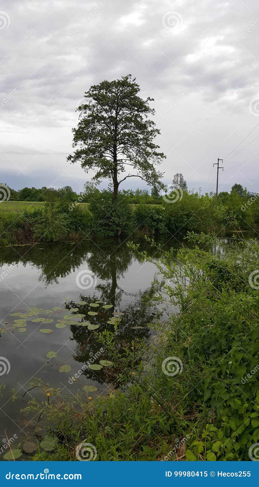 Tree with river reflection stock image. Image of water - 99980415