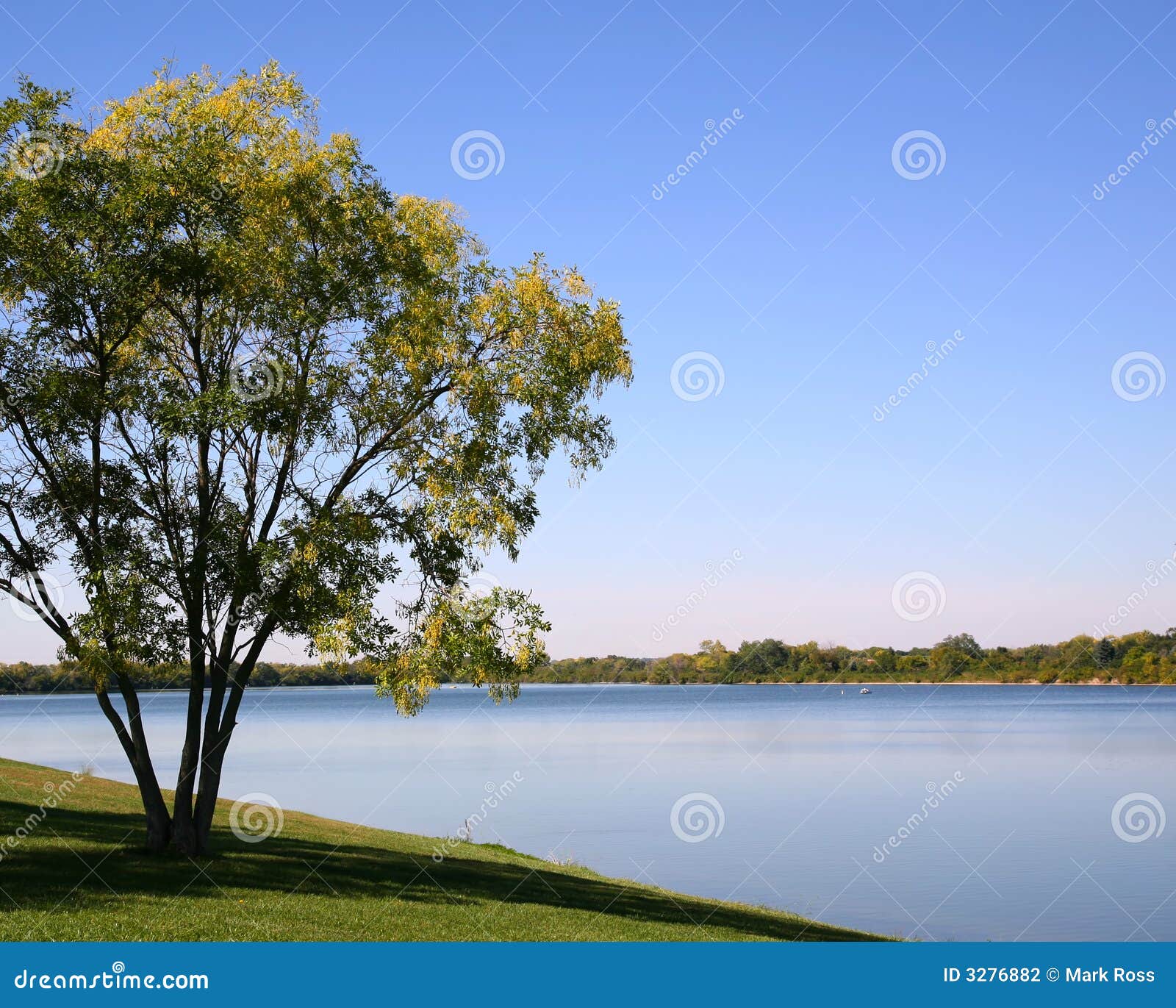 Tree at Water s Edge stock photo. Image of calm, water - 3276882