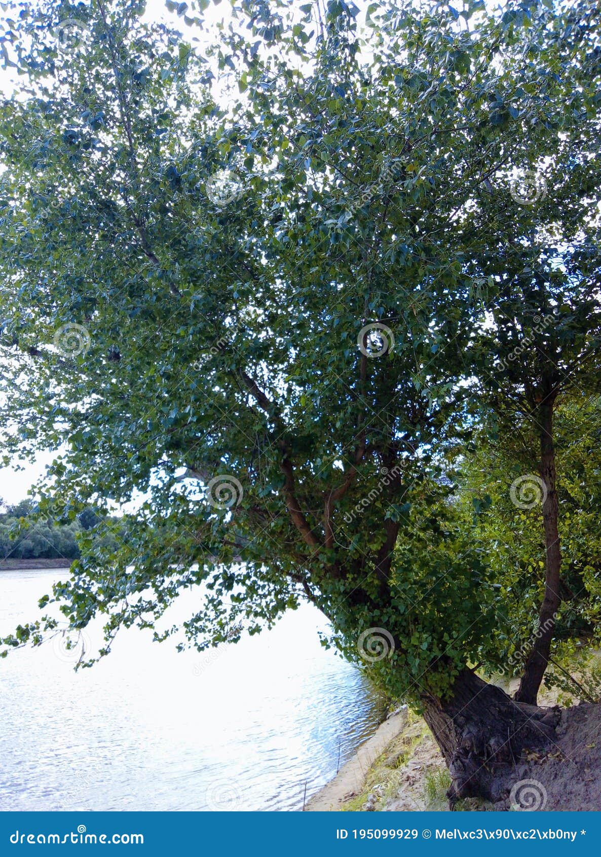 Tree by the Water on the Shore Stock Image - Image of shore, natural ...