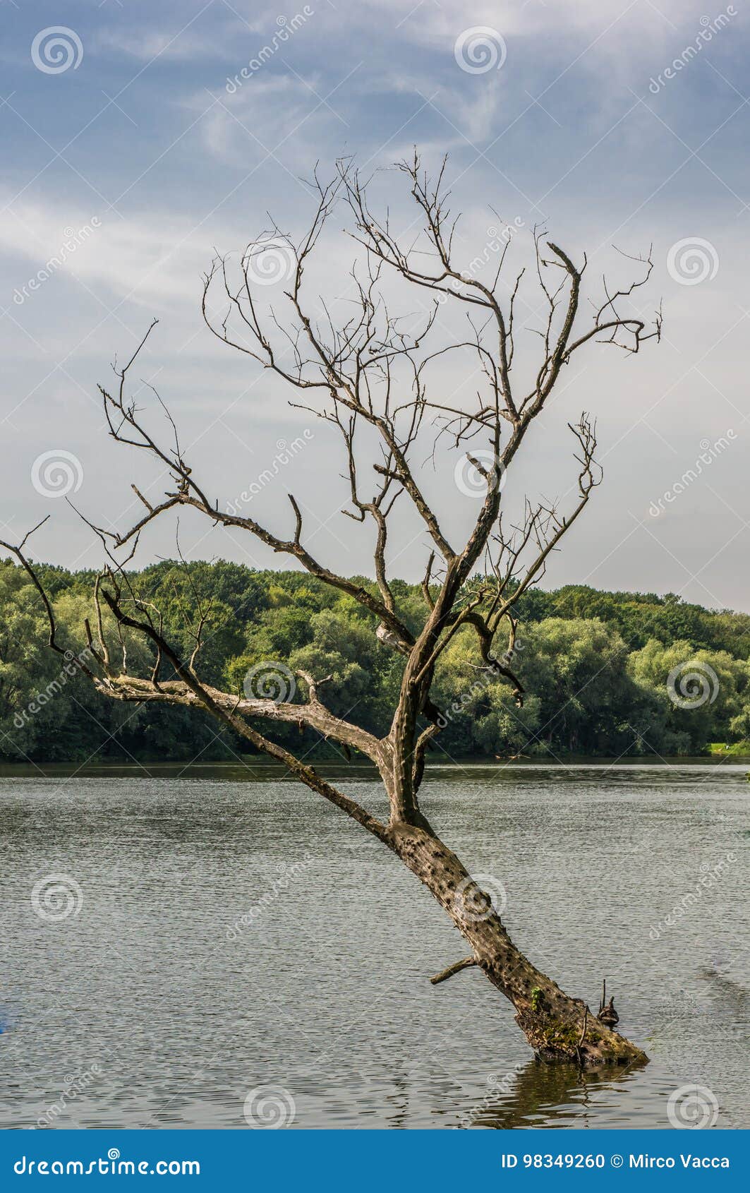 Tree in water stock photo. Image of river, outdoors, solitude - 98349260