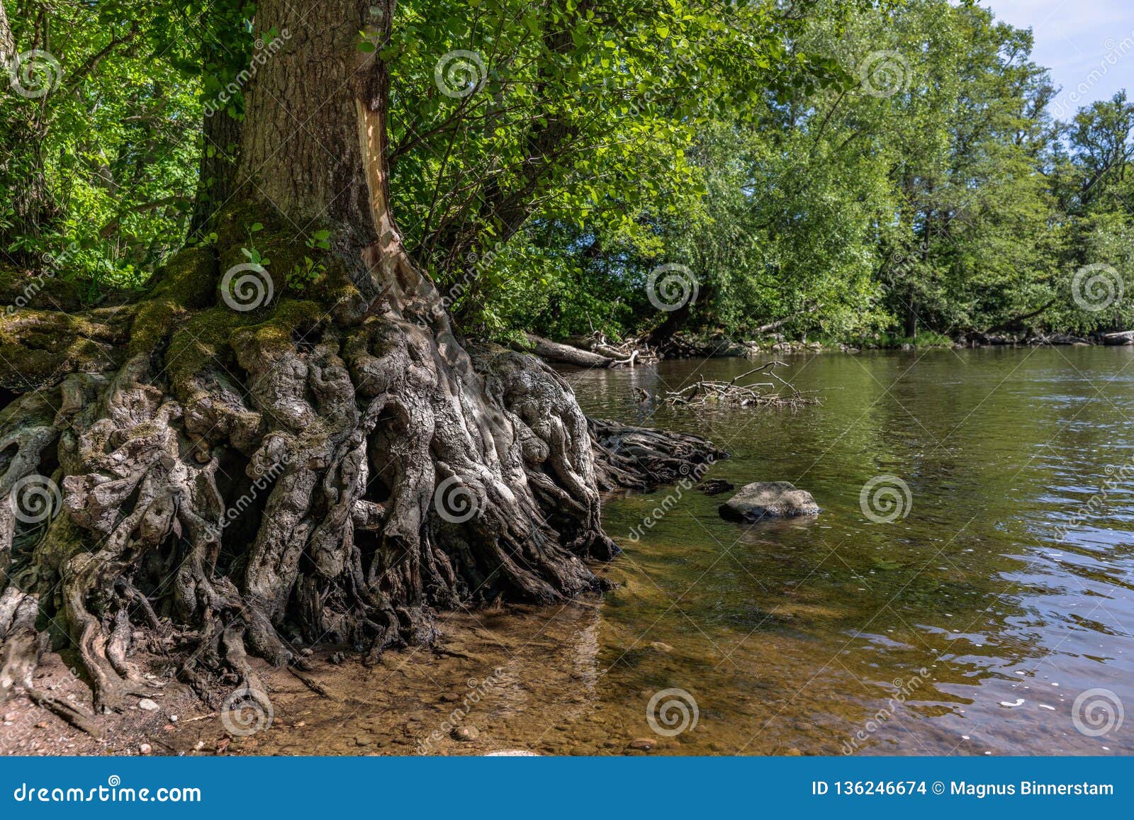 Tree by the Water with Strange Roots Stock Photo - Image of sweden ...