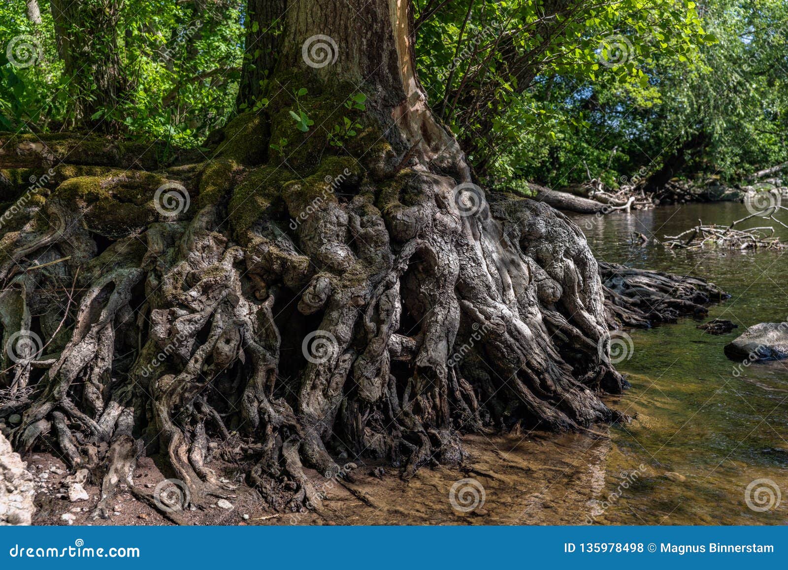 Tree by the Water with Strange Roots Stock Photo - Image of summer ...