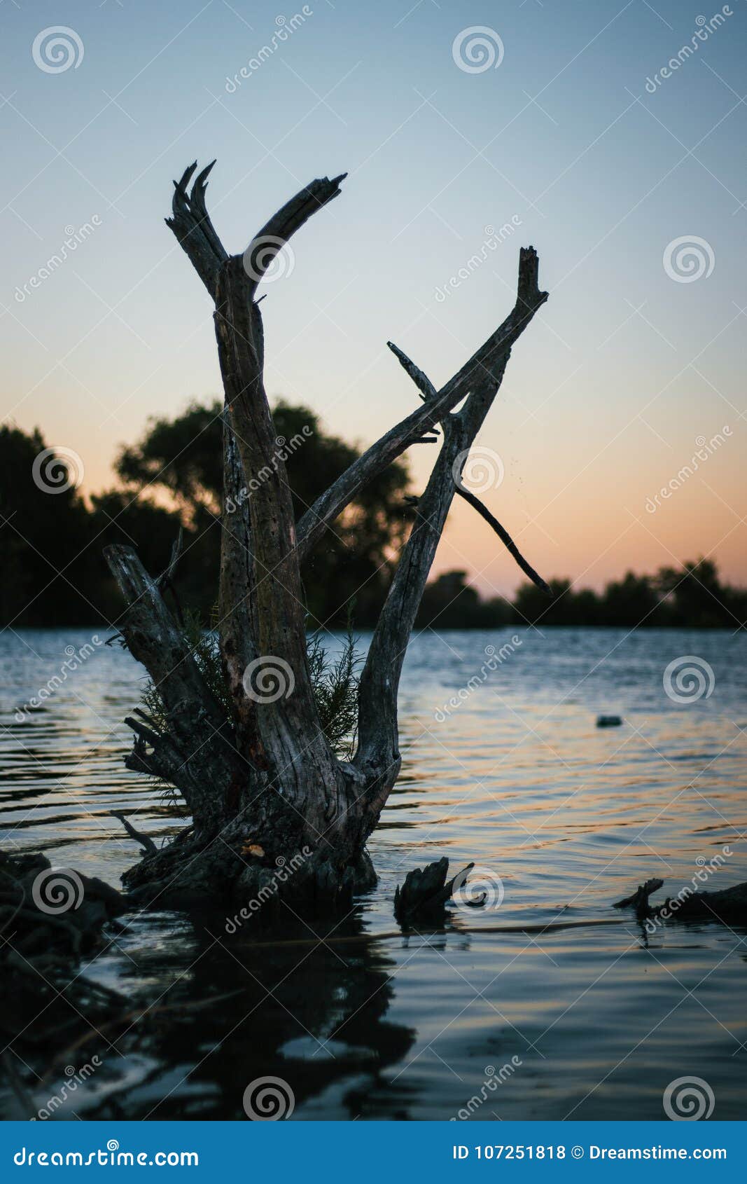 Tree with water and sunset stock photo. Image of tree - 107251818