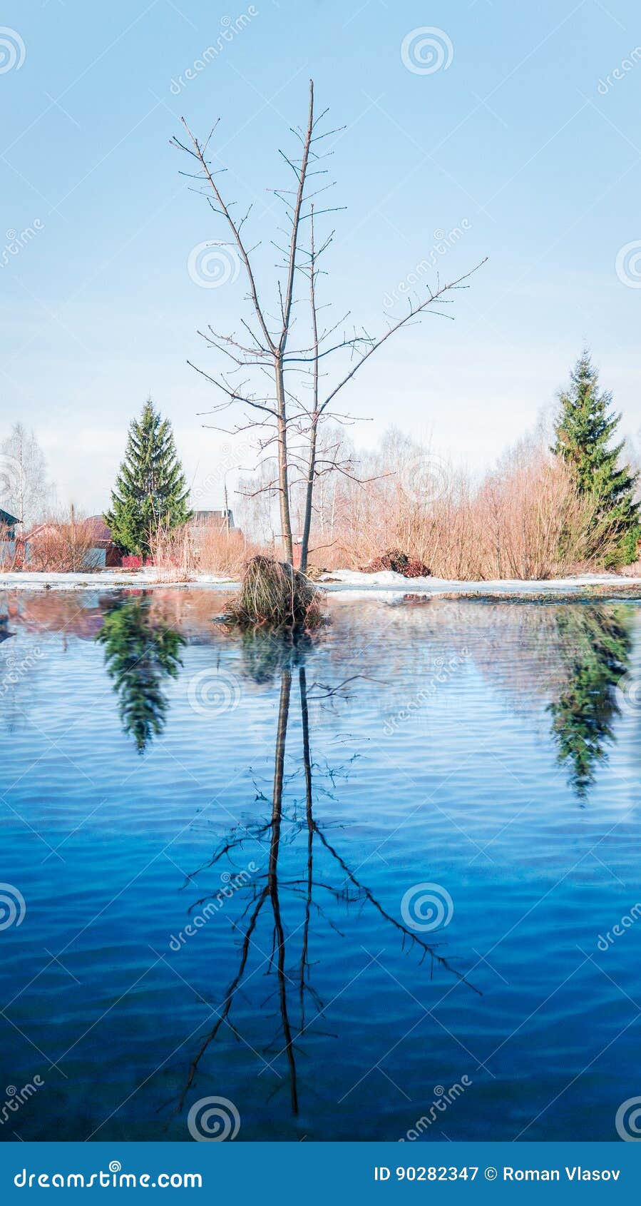 Tree on the water stock image. Image of nature, tree - 90282347