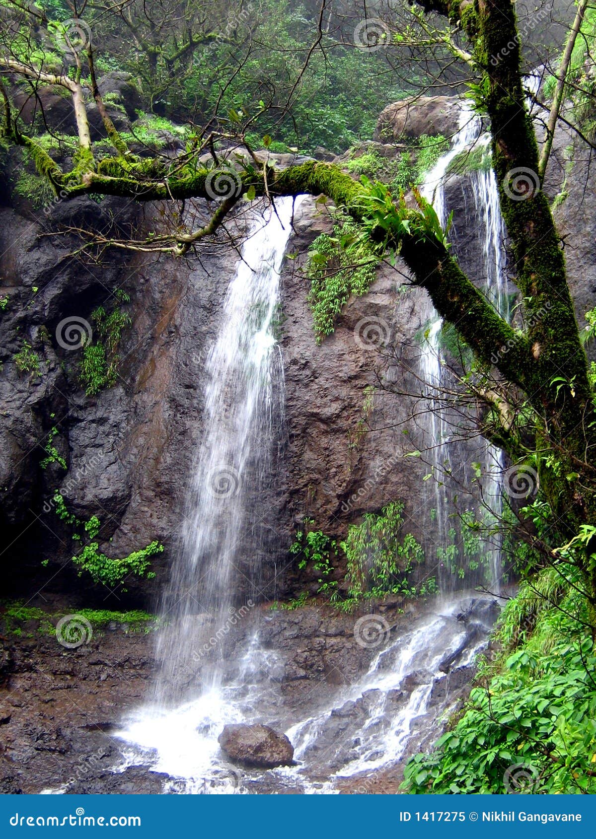Tree Waterfall stock image. Image of branches, holidays - 1417275