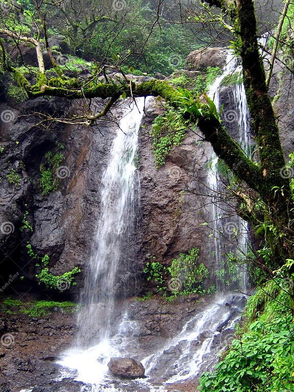 Tree Waterfall stock image. Image of branches, holidays - 1417275