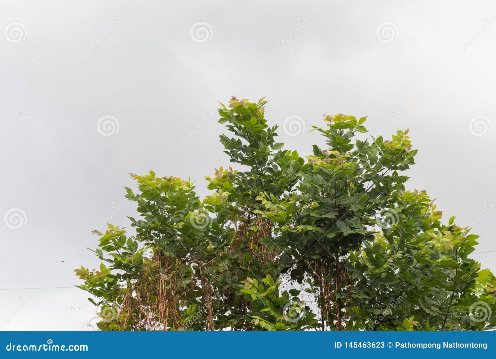 Tree waving on heavy wind stock image. Image of climate - 145463623