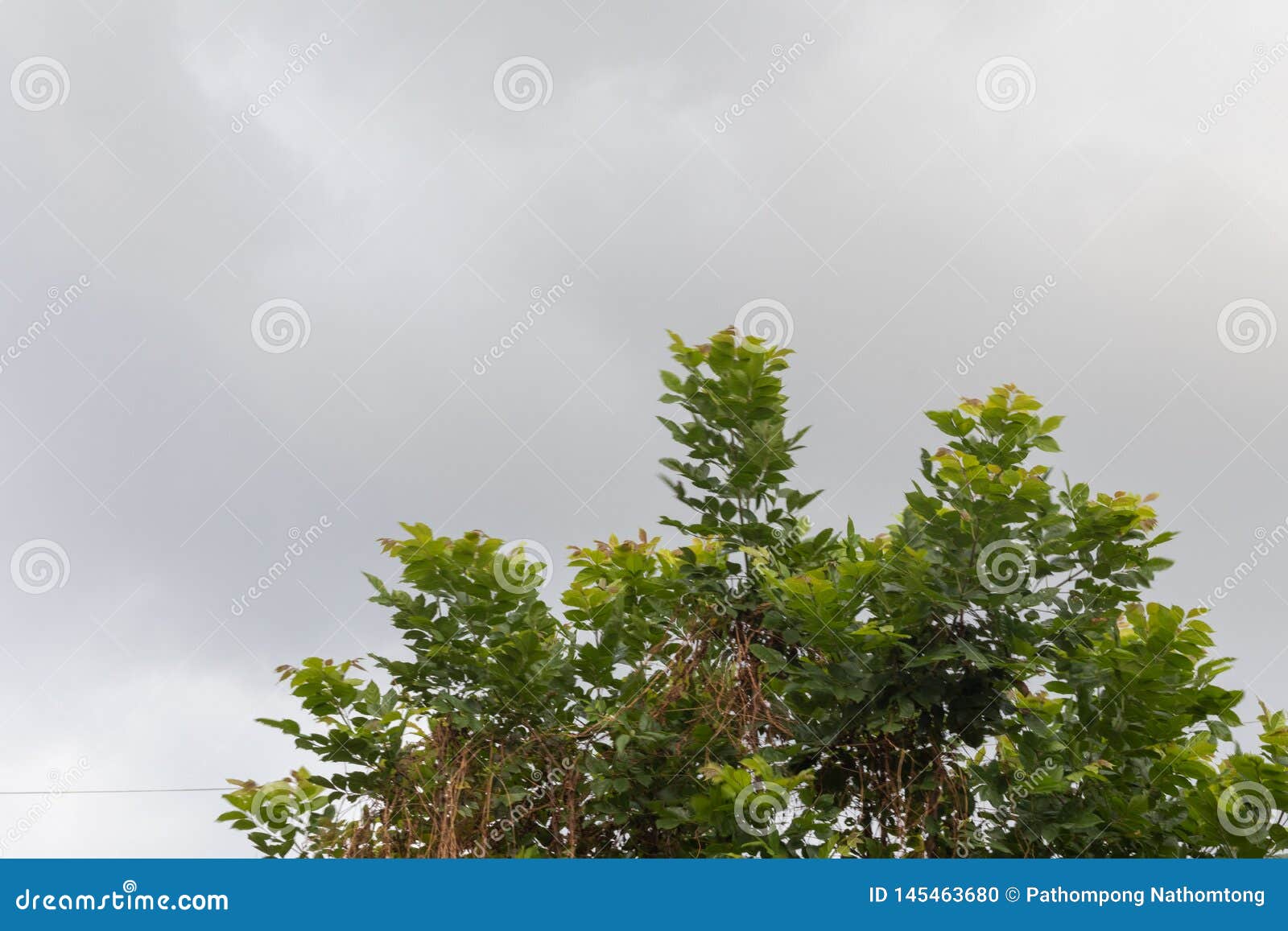 Tree waving on heavy wind stock photo. Image of natural - 145463680
