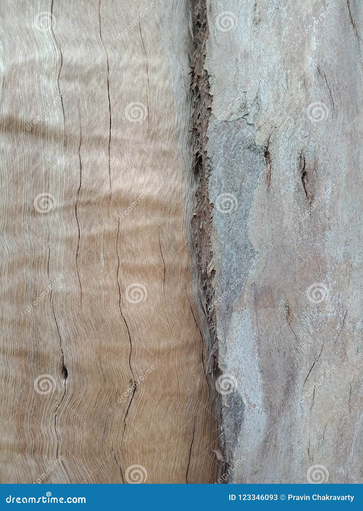 Tree Wavy Texture in the Forest, Textured Background Wallpaper. Stock ...