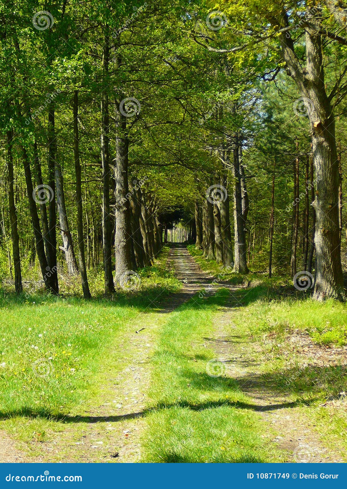 Tree way stock image. Image of forests, green, details - 10871749