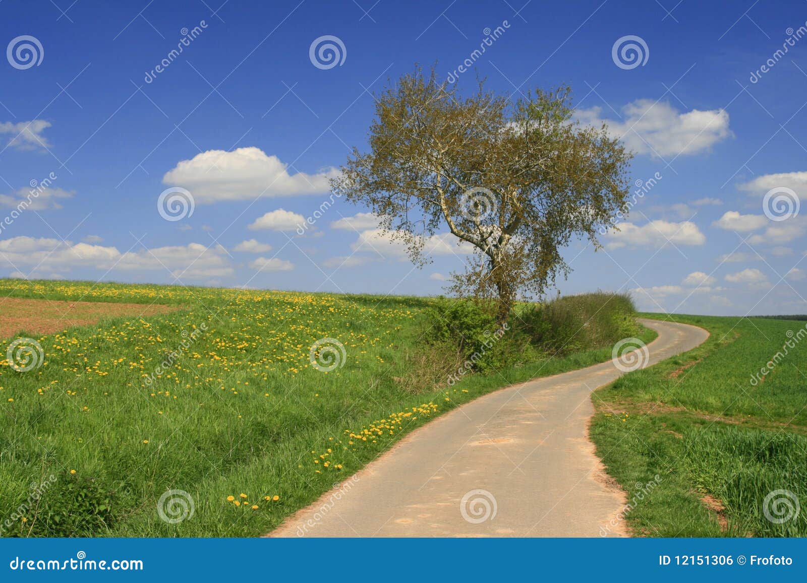 Tree and way stock photo. Image of seasonal, tree, branch - 12151306