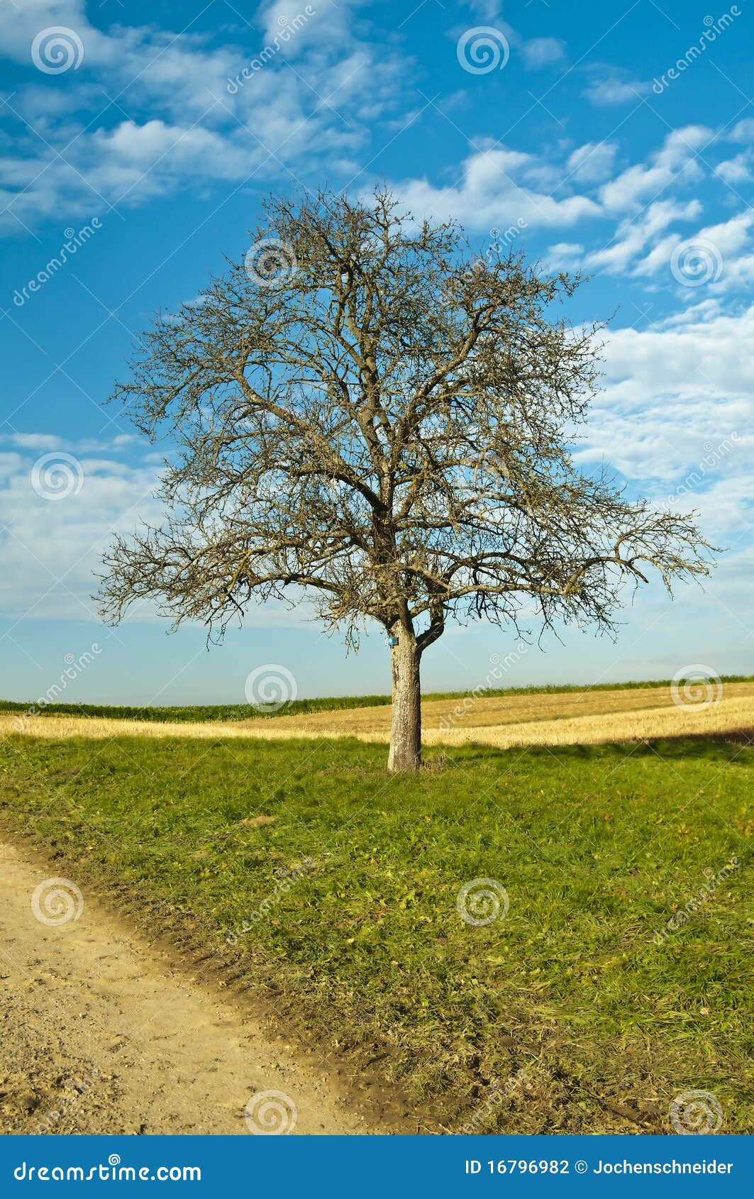 Tree on a way stock photo. Image of tree, meadow, green - 16796982