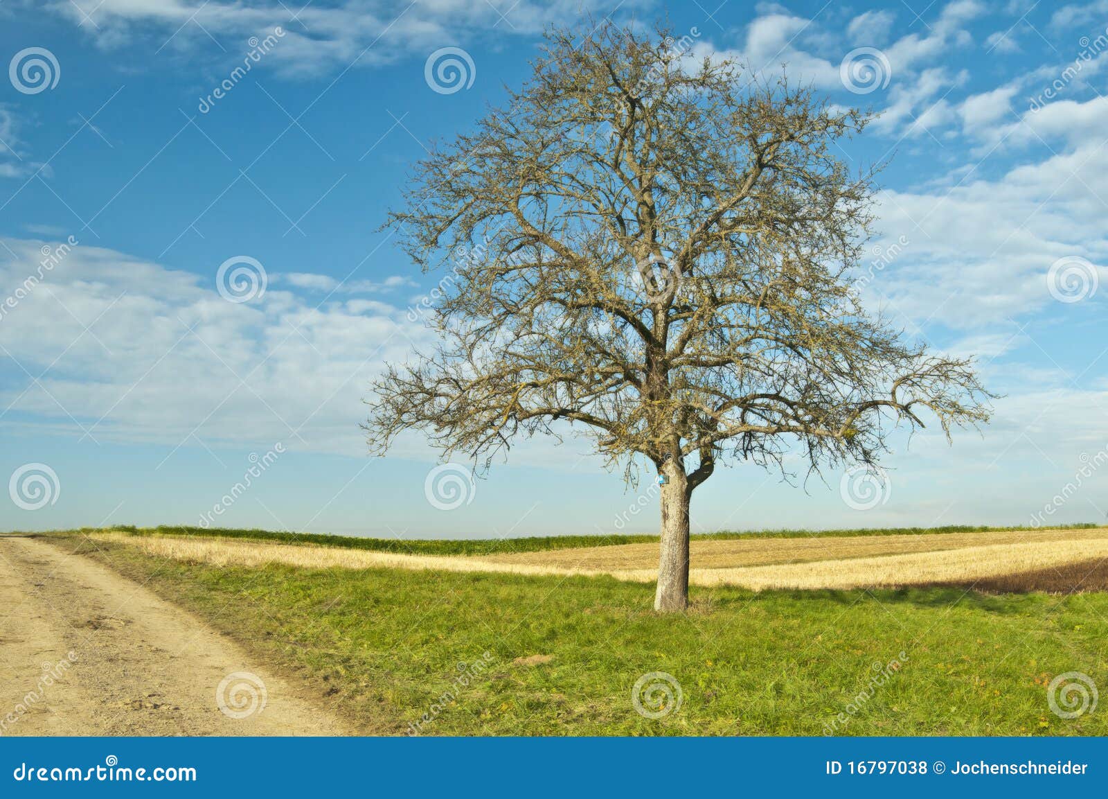 Tree on a way stock photo. Image of landscape, protection - 16797038